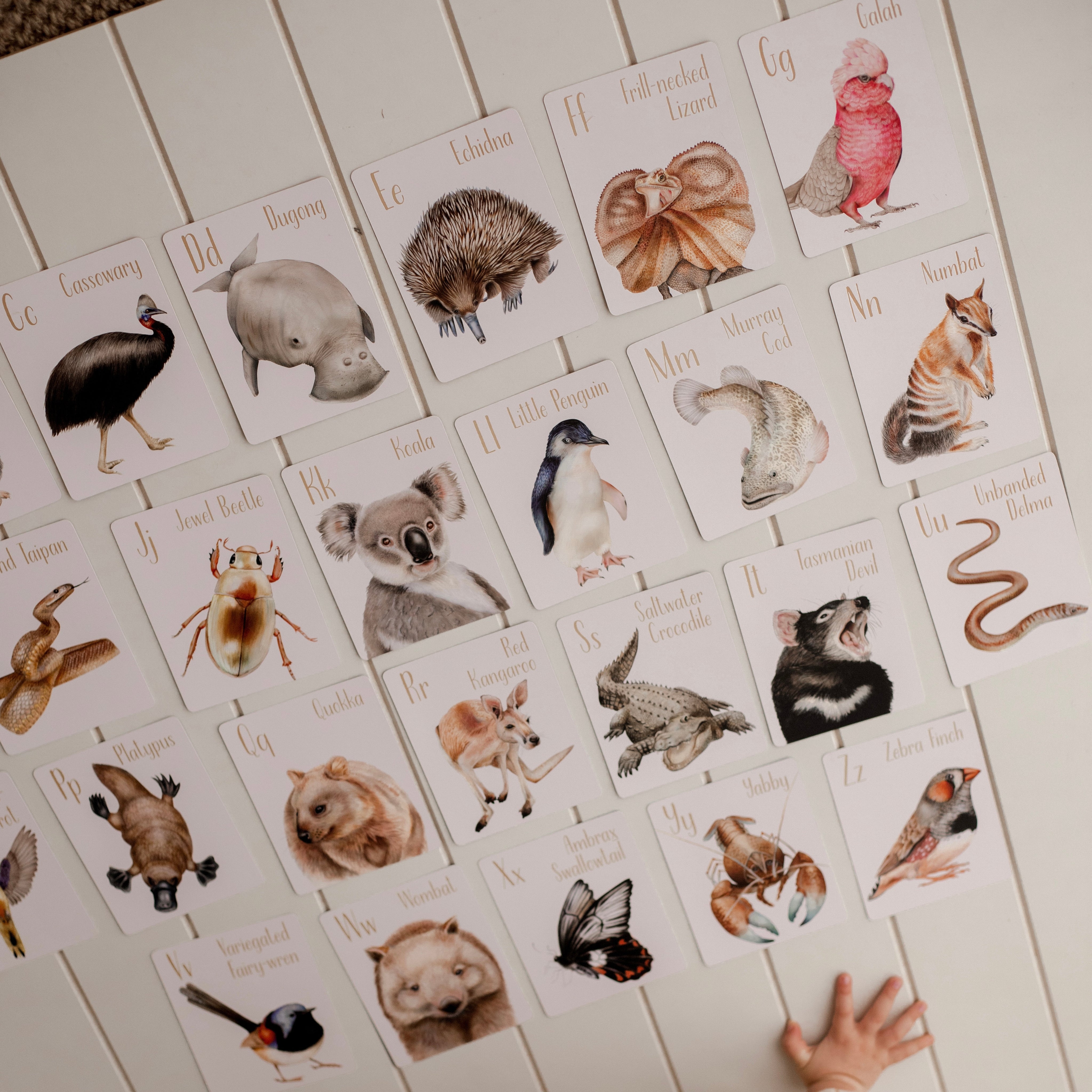 Flash Cards - Australian Animal Alphabet – Our Little Darlings
